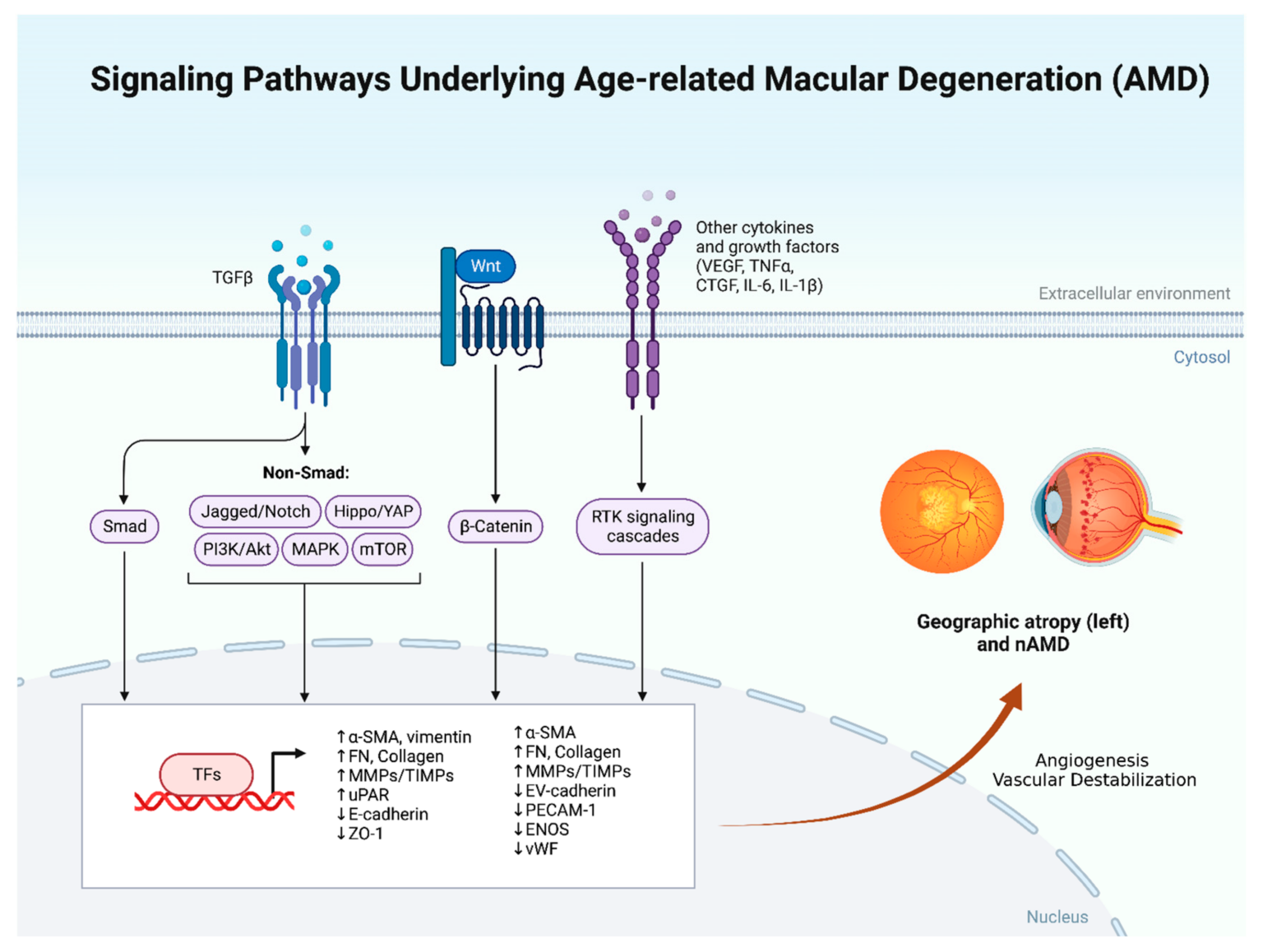 Revive Dr Larsen - Macular Degeneration Treatment - Low Vision Aids