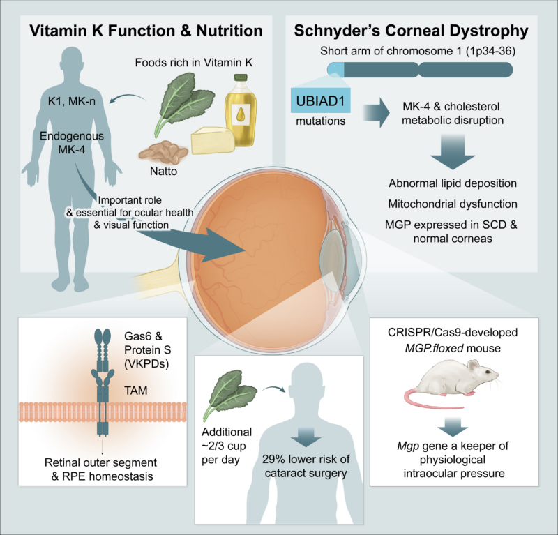 Vitamin K2 and Macular Degeneration - Low Vision Aids